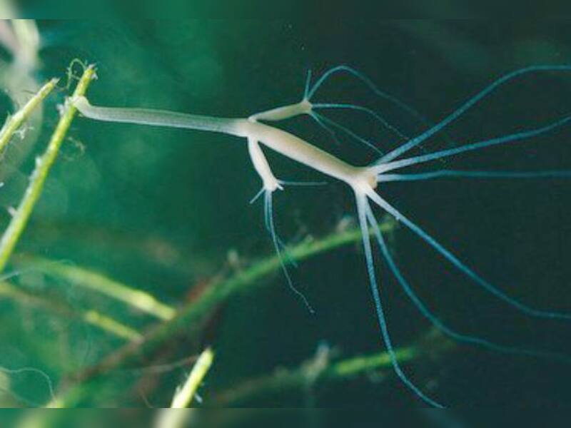 5 Longest-Living Creatures On Earth, One Can Live Forever | News | Zee News