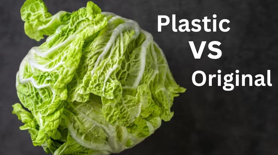 Cabbage Season Is Here! Plastic Cabbage vs Original Cabbage- Check How ...