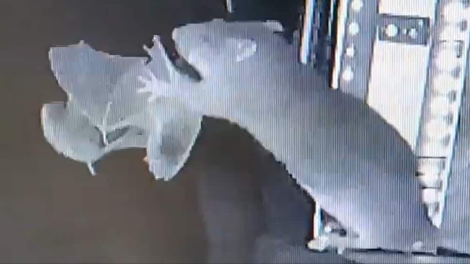 Viral Video: Rat Hunts Bat Mid-Air For First Time In History ...
