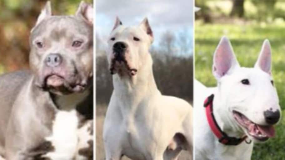 Pitbulls, Rottweilers Among Six Dog Breeds Banned By Chandigarh ...