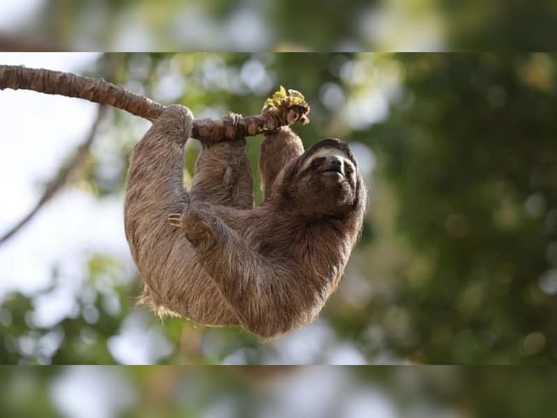Animals That Sleep The Most: These Lazy Creatures Snooze Up To 20 Hours ...