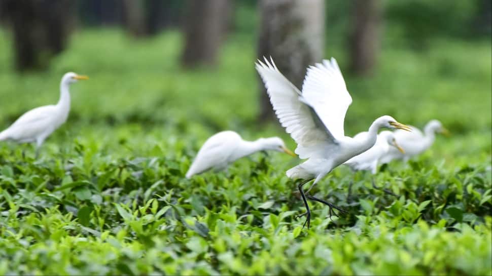 From Misty Peaks To Serene Trails: 5 South Indian Hill Stations Perfect ...