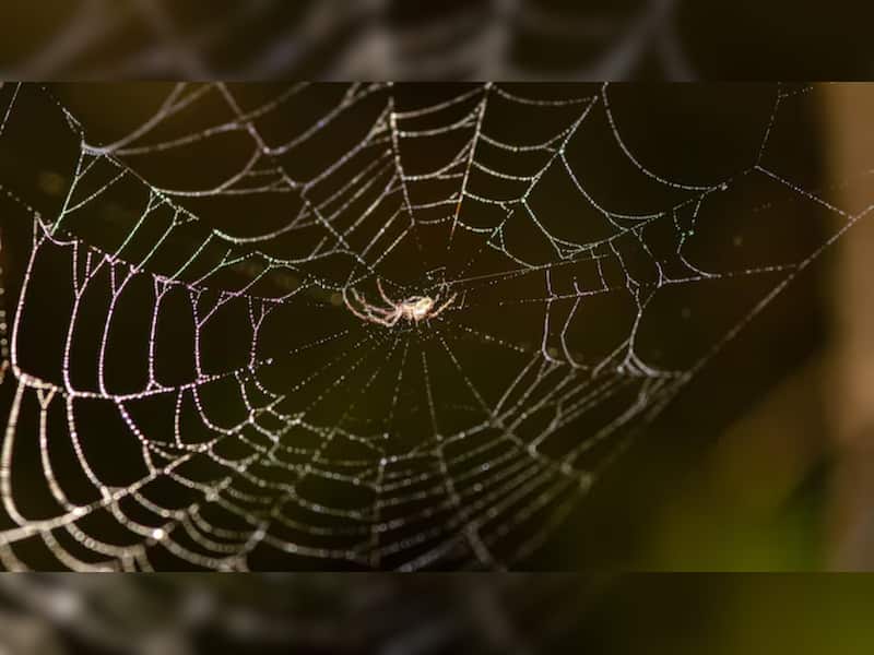 World’s Largest Spider Web: 1,11,000 Spiders In One Place, Spans Half ...