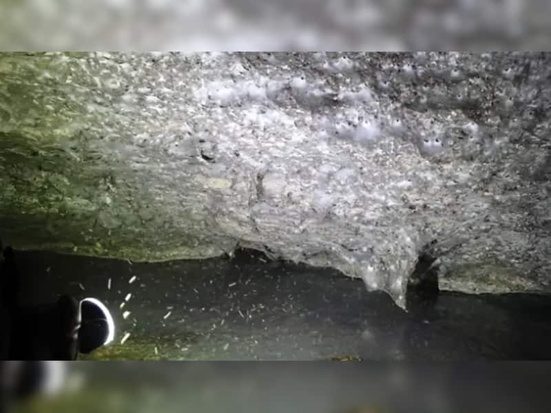 World’s Largest Spider Web: 1,11,000 Spiders In One Place, Spans Half ...