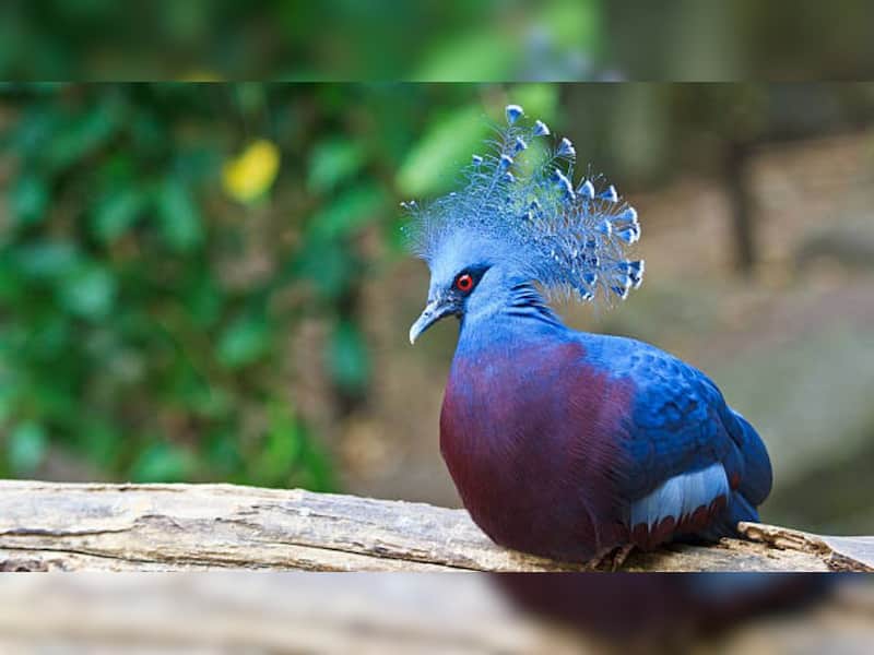 From Indian Peacock To Victoria Crowned Pigeon: Meet 7 Most ...