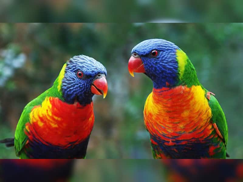 From Indian Peacock To Victoria Crowned Pigeon: Meet 7 Most ...