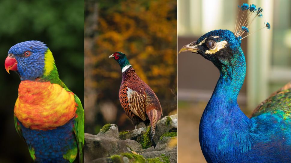 From Indian Peacock To Victoria Crowned Pigeon: Meet 7 Most ...