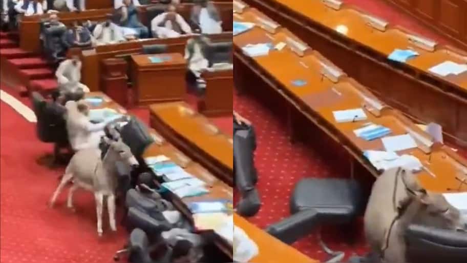 Breaking Donkey News: An Animal Gatecrashes Pakistan Parliament, Steals ...