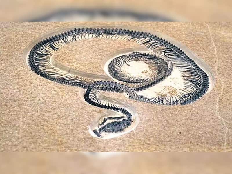 47 Million Year Old, 1000 Kg, 50-Foot Long Snake Discovered In This ...