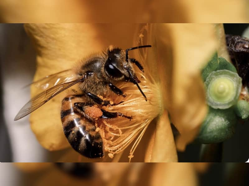 World’s Largest Bee: 1.5 Inches Long, Called 'Flying Bulldog' But Faces ...