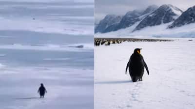 Why is this penguin going viral on social media? Know the real reason ...