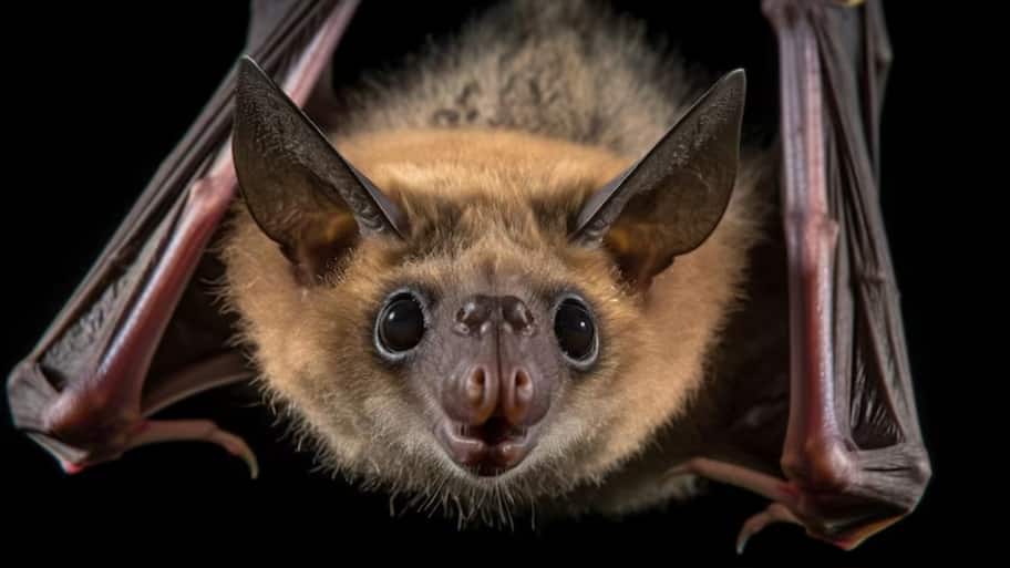 Nipah virus outbreak in India: Is it deadly, symptoms, how it spreads ...