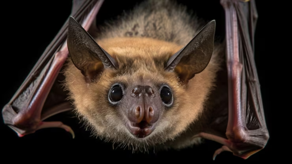 Nipah virus outbreak in India: Is it deadly, symptoms, how it spreads ...