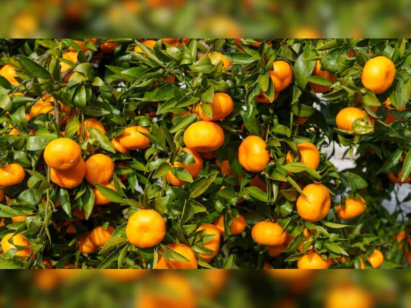 Which city is called the Orange City of India? Know the history ...