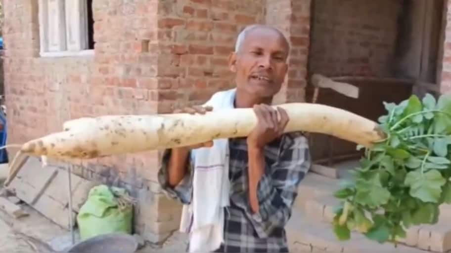 Giant 5-foot radish grown by UP farmer shocks internet users; Netizens ...