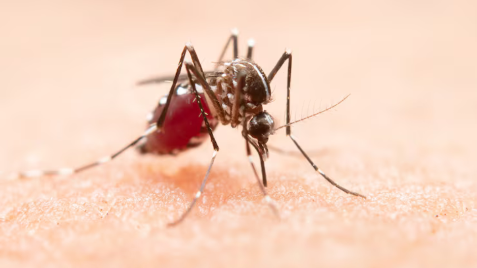 World Malaria Day 2026: From Dengue to Zika, 7 mosquito-borne diseases ...