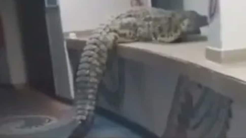 Shocking video: 12-foot Nile crocodile storms Zimbabwe hotel kitchen ...