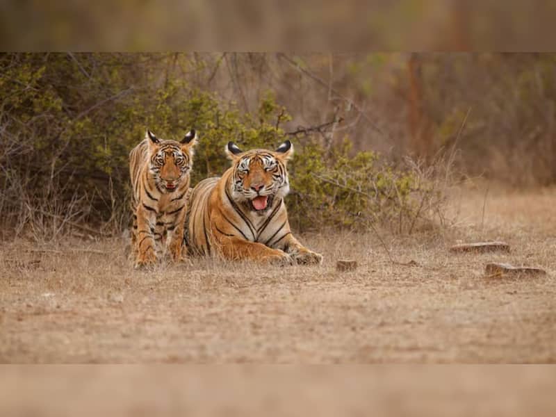 Neither Uttar Pradesh, nor Uttarakhand; this state has the highest ...