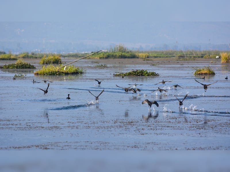 World’s only floating National Park: Inside Loktak Lake, the Jewel of ...