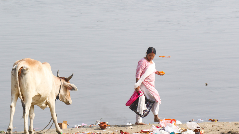 Over 300 cow carcasses found in a dumping yard in Rajasthan’s Jaisalmer ...