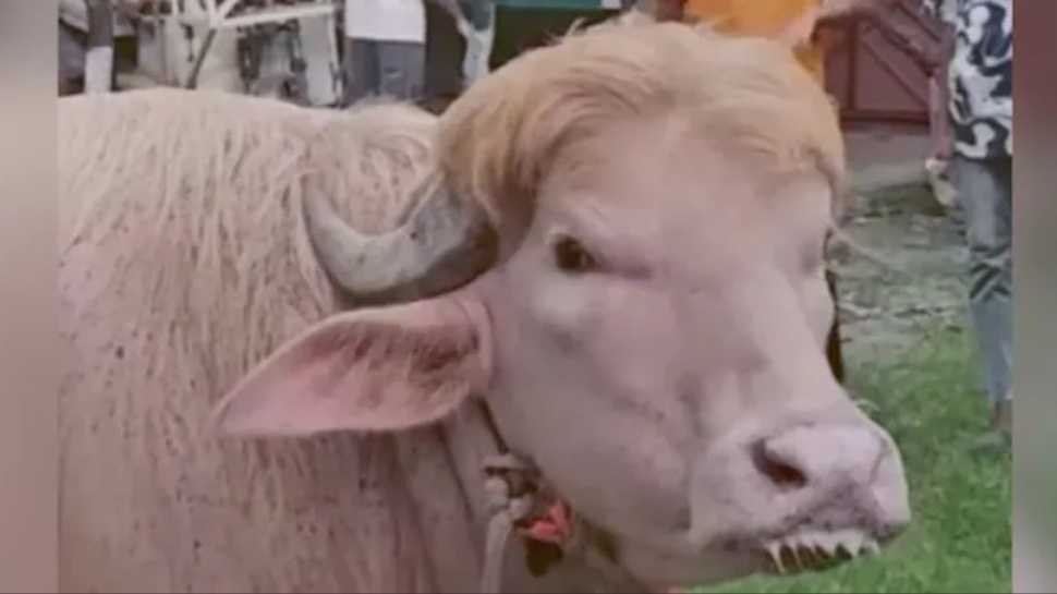 Holy Cow-lick! Rare pink buffalo named 'Donald Trump' sold ahead of Eid ...