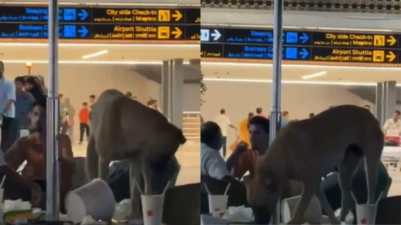 Stray dog eats leftovers inside Hyderabad Airport lounge – Netizens ...