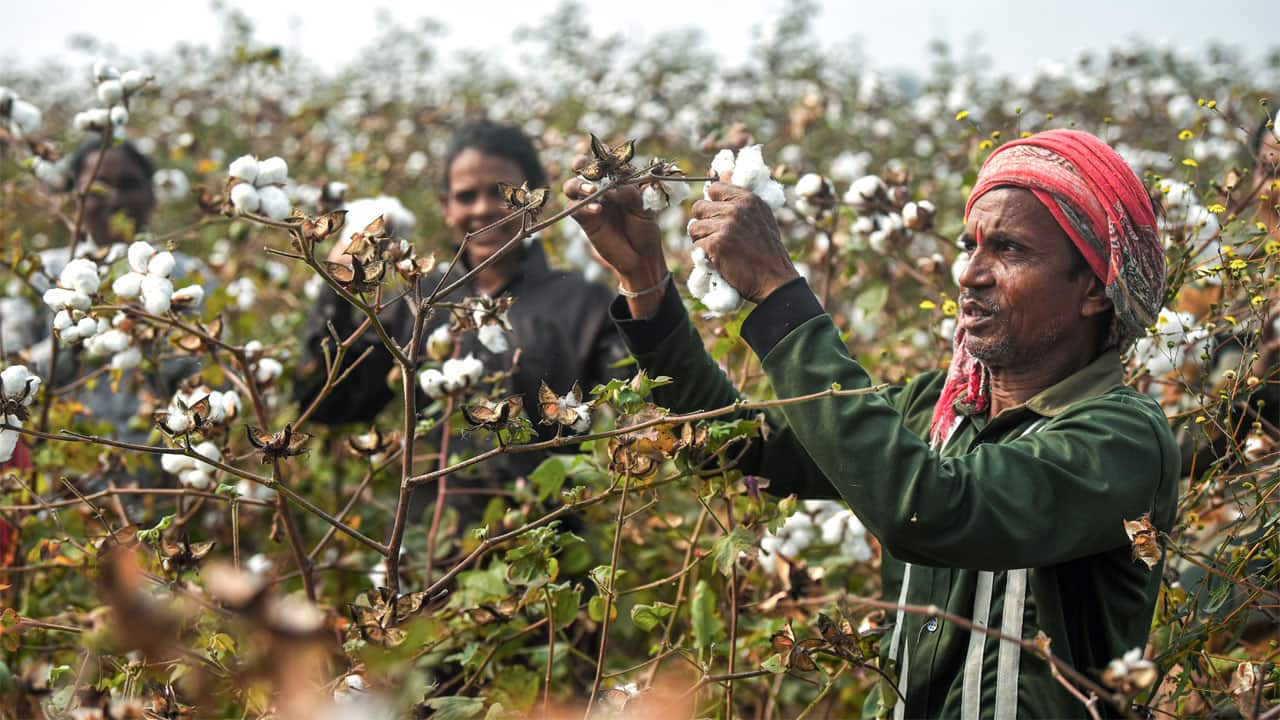 Govt temporarily exempts all customs duties on import of cotton till 31 ...