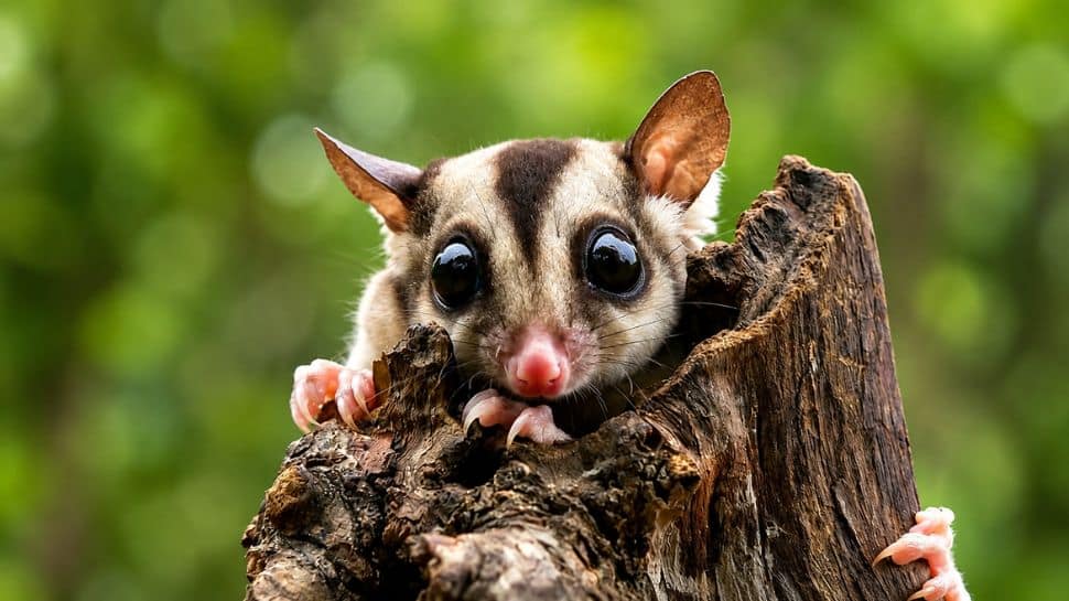 Cute but adorably dangerous: 12 animals that look like toys, but are ...