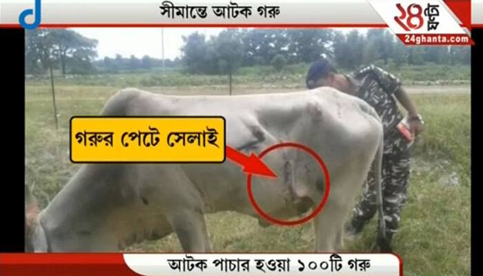 Indian Army finds cow bombs near border, Maoists hand suspected? | West ...