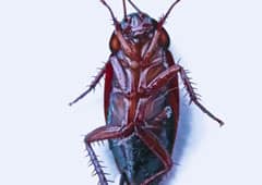 Scientists discover 39 new cockroach species in US and Mexico ...