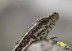 How humans could grow new limbs like lizards | Science News | Zee News