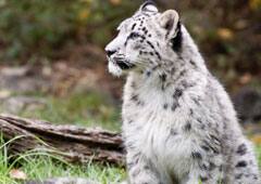 Snow leopard poaching main culprit for decline: WWF | Environment News ...