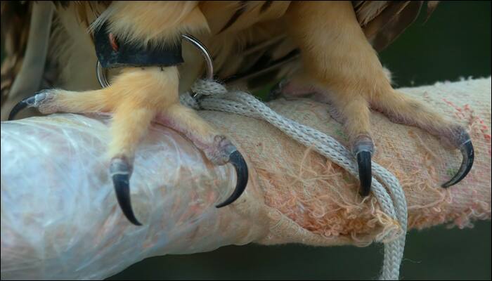 Watch: This is how the world's fastest bird catches its prey ...