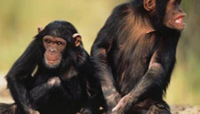 Chimps outsmart kids at computer games | Science News | Zee News