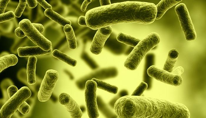 First X-ray portraits of living bacteria captured | Science ...