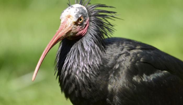 Syria's rare bird may go extinct due to ISIS invasion of Palmyra ...