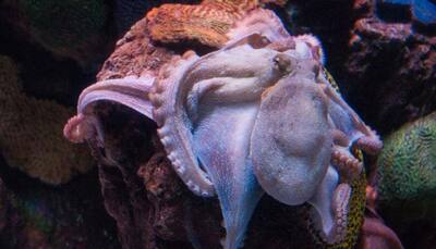 Pink octopus so cute it may be named `adorabilis` | Science News | Zee News