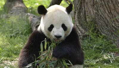Famous Chinese panda to celebrate 35th birthday | Science & Environment ...