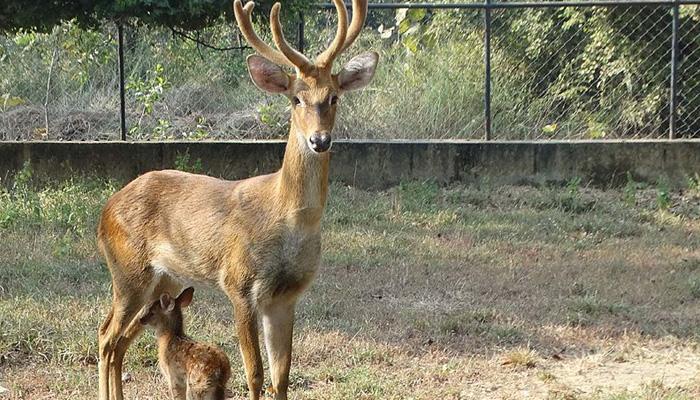 Sangai: 10 interesting things you must know about the dancing deer! | Environment News | Zee News