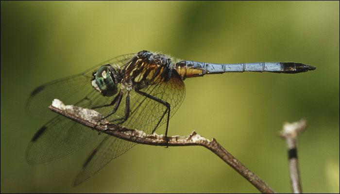 200-million-year-old giant dragonfly fossil found | Discoveries News ...