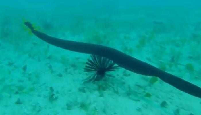 Mysterious deep-sea creatures, you never knew existed — Watch the video ...