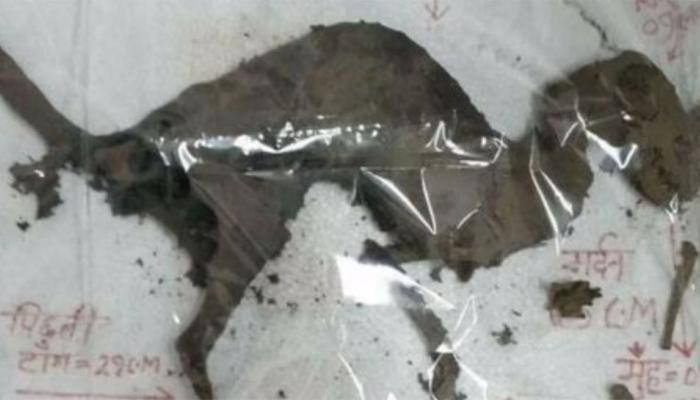 Partially preserved dinosaur-like corpse discovered in Uttarakhand ...