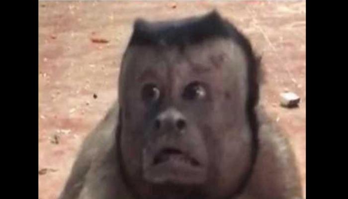Bizarre! Monkey with human-like face baffles social media | Environment ...