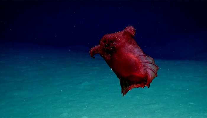Rare 'headless chicken monster' living underwater captured on film ...