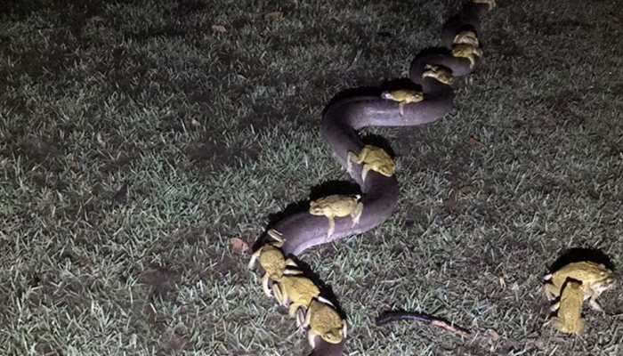 Cane toads take a ride on python after thunderstorm in northern Australia, video goes viral ...