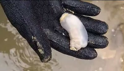 Shipworm-like creature that eats stone and excrete sand discovered by ...
