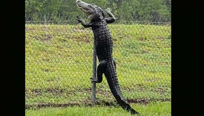 Shocking video shows alligator climbing fence at US Navy air base ...