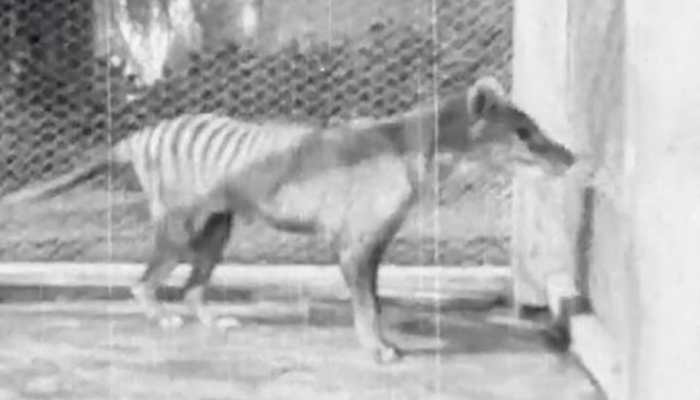 Newly released video is last known footage of Tasmanian tiger 'Benjamin ...
