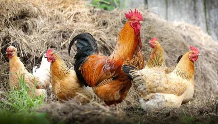 Gene Study Answers Where Was Chicken Domesticated And Its Ancestor