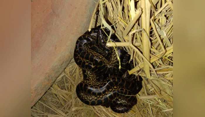 World Snake Day: Yellow anaconda gives birth to 11 snakes in Kolkata's ...